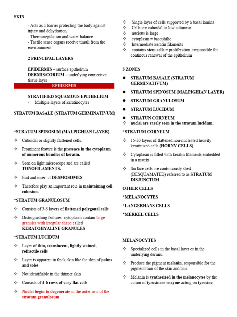 Integ Histo Lec | PDF | Skin | Epithelium
