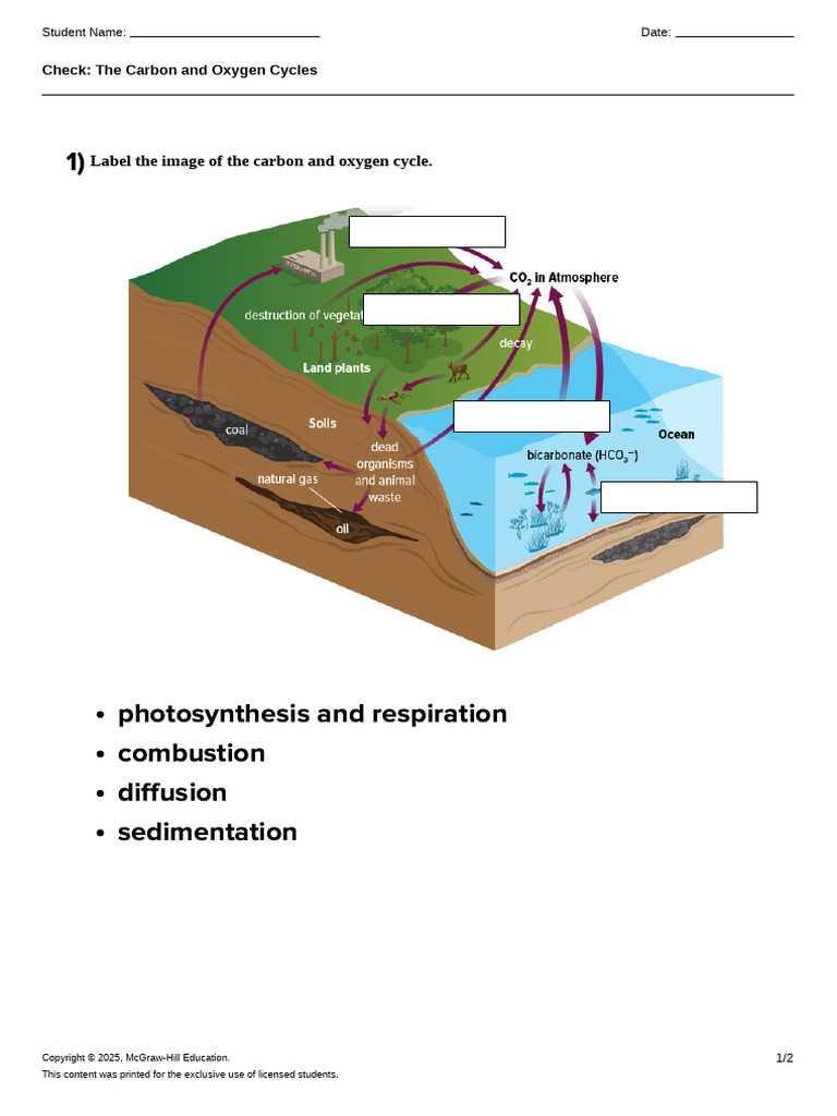 Check - The Carbon and Oxygen Cycles | PDF