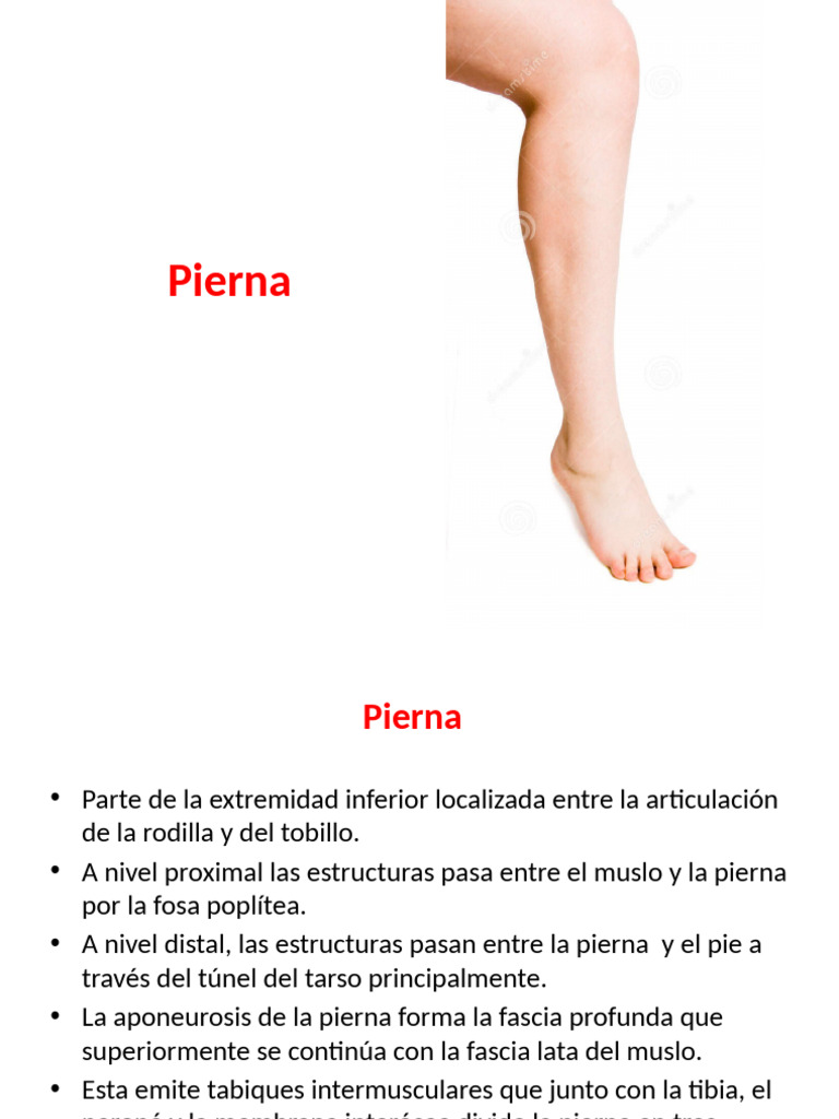 Anatomía y músculos de la pierna | PDF | Pie | Anatomía del miembro ...