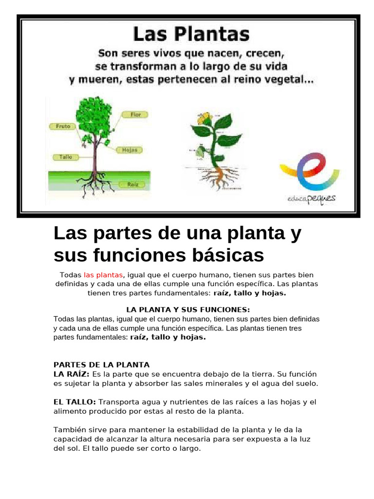 Las Partes de Una Planta y Sus Funciones Basicas | PDF