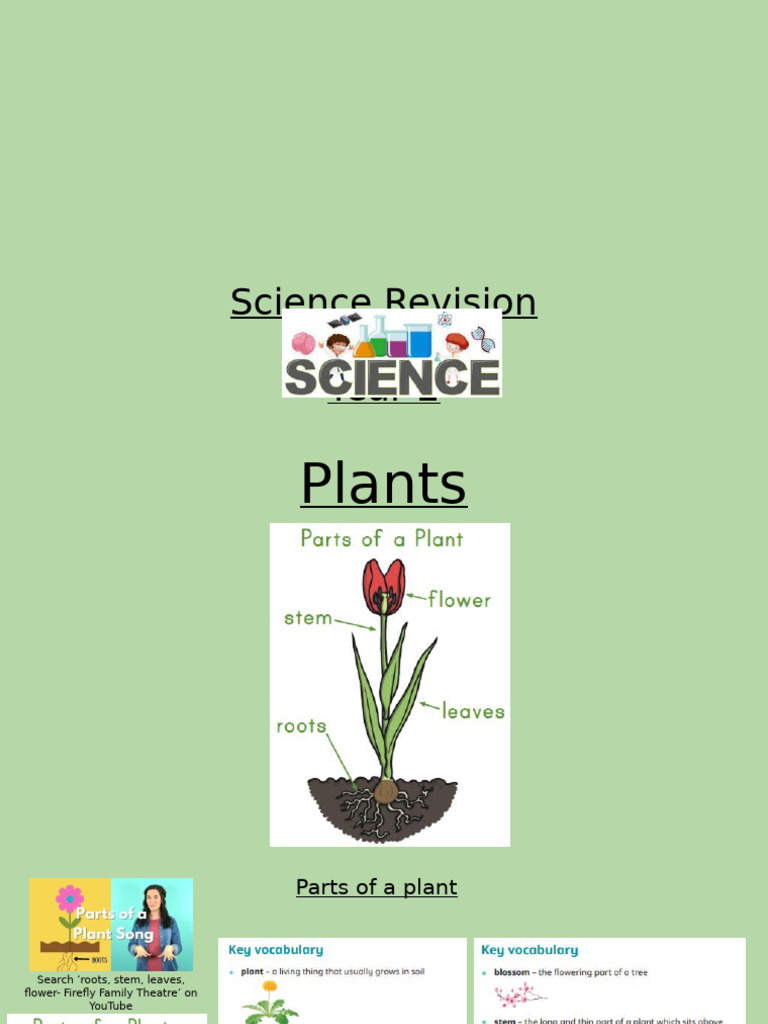 Y2 T2 Science Revision | PDF