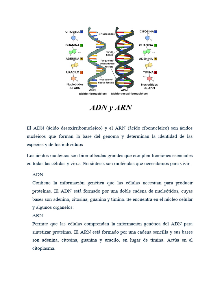 Estructura y Función del ADN y ARN | PDF | Adn | Rna