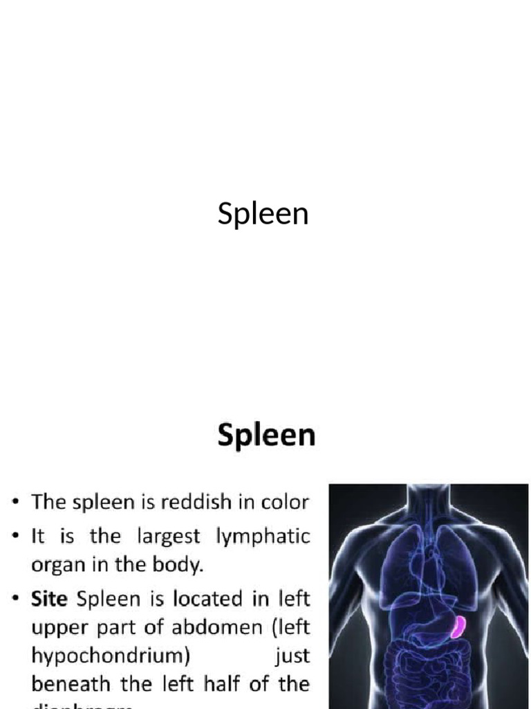 Anatomy Spleen | PDF