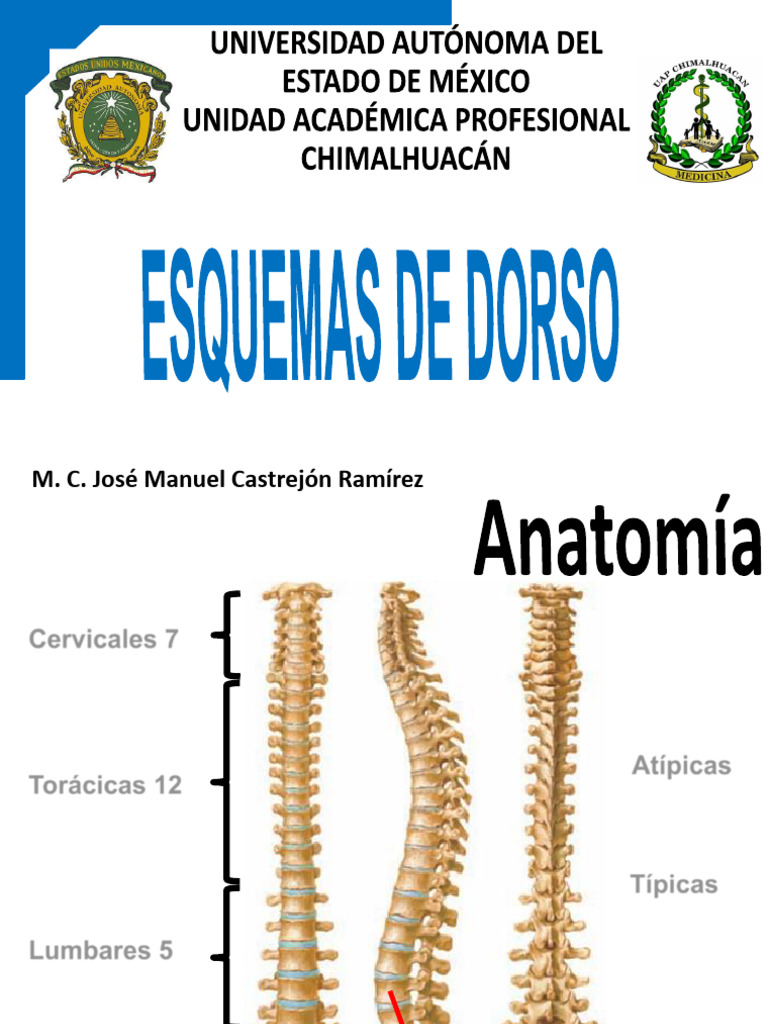 Esquemas de Dorso | PDF | Vértebra | Anatomía humana