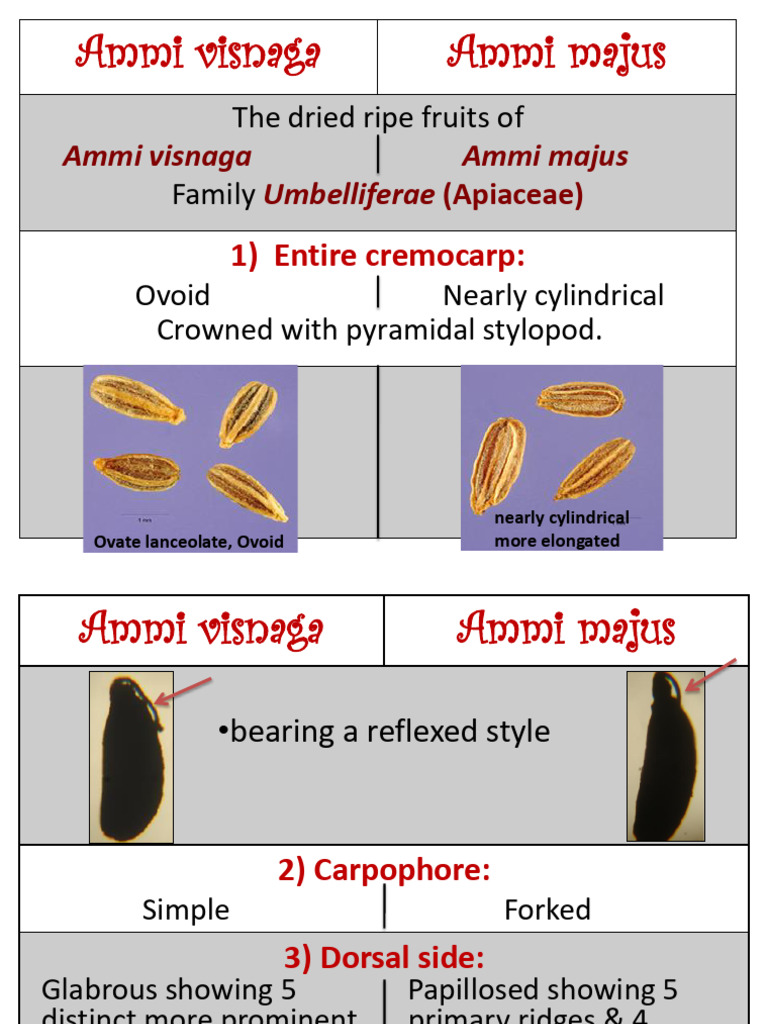 Lab 5 | PDF | Seed | Fruit