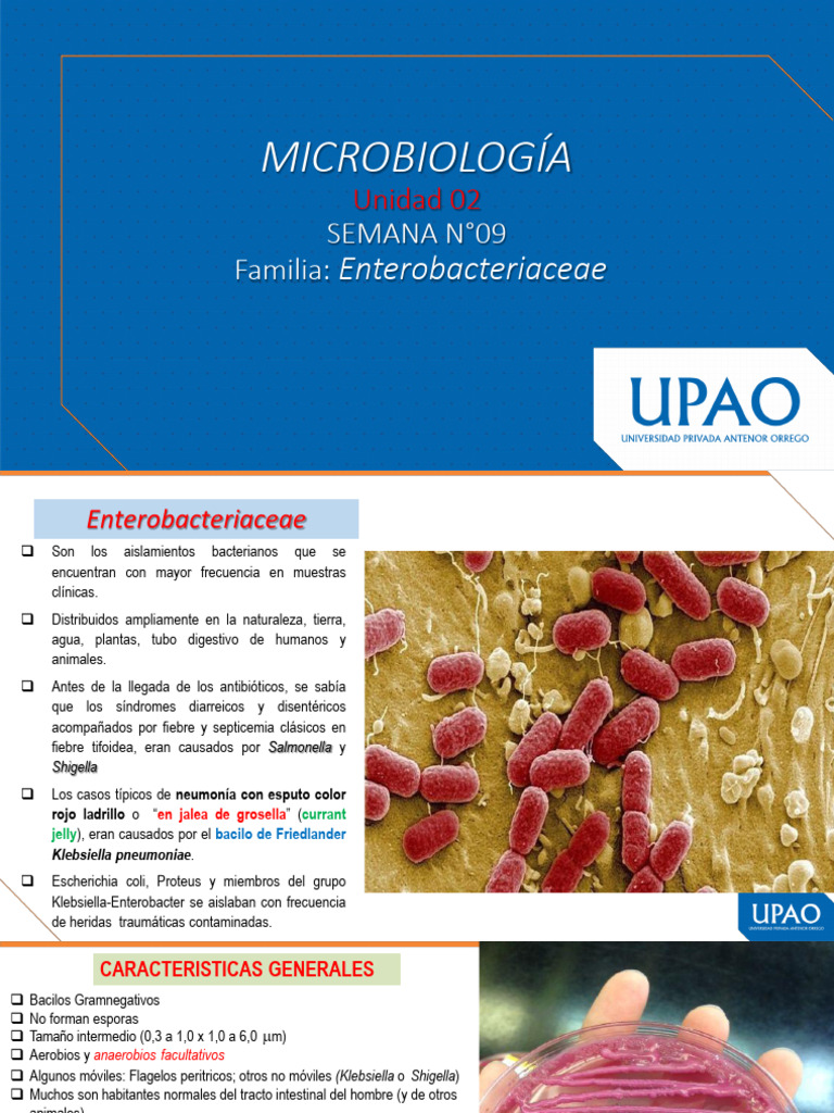 S9 PPT P Familia Enterobacteriaceae, Diagnóstico Microbiológico | PDF ...