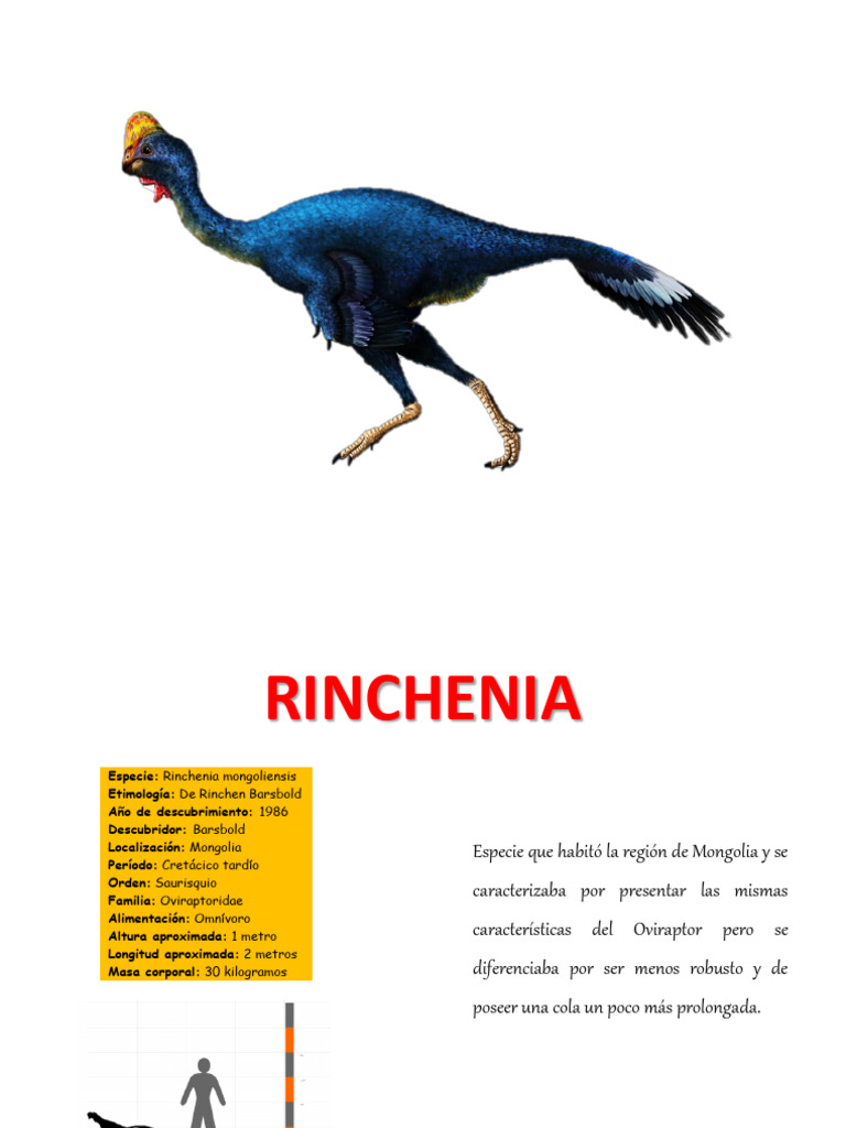 Rinchenia | PDF