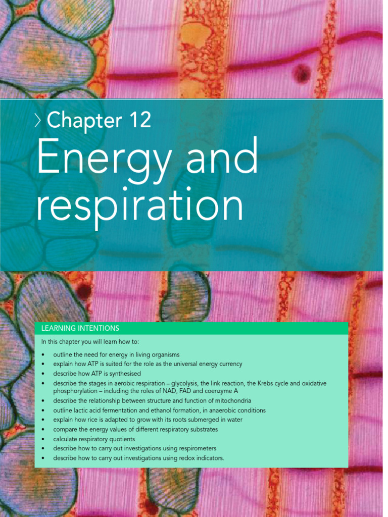 A 12 Energy N Respiration - Book | PDF | Cellular Respiration ...