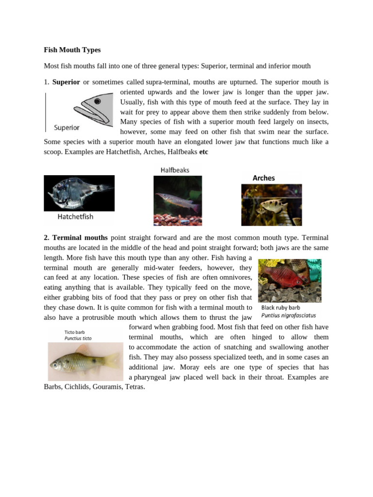 Fish Mouth Types | PDF