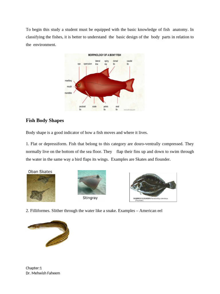 Fish morphology | PDF | Fish | Predation
