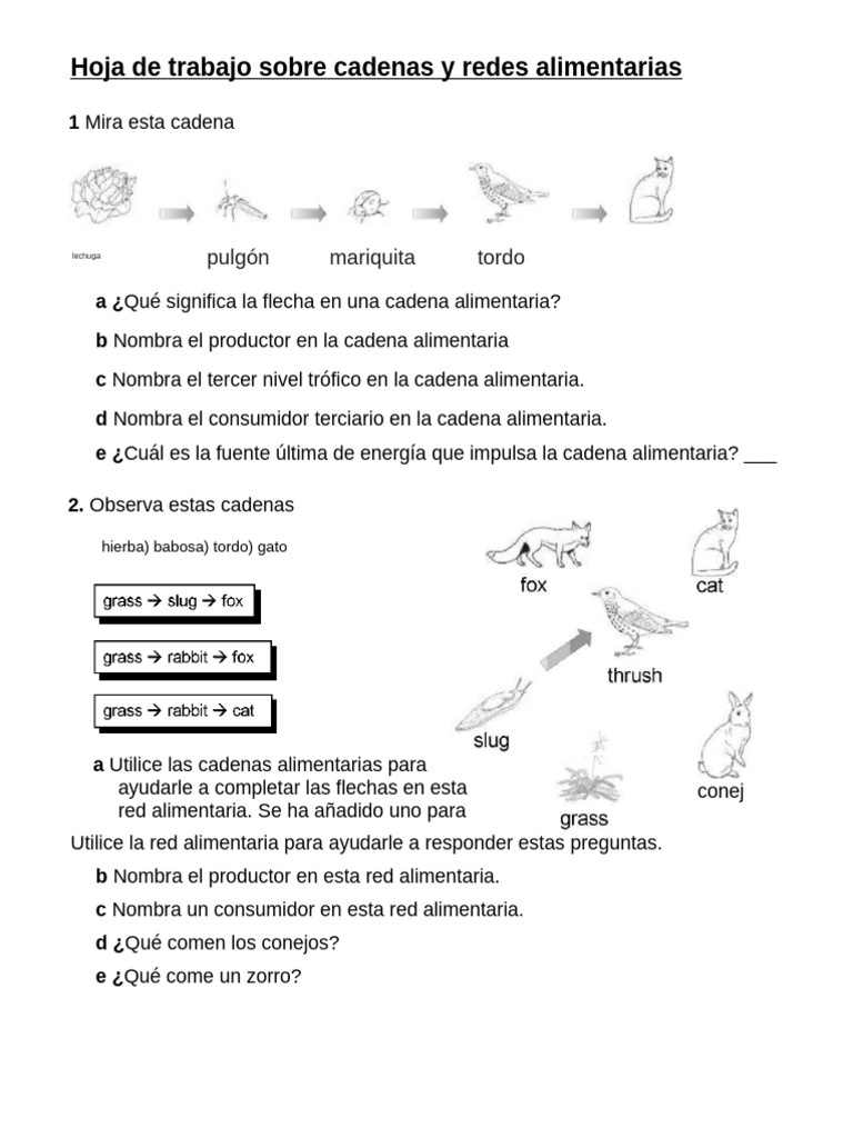 Cadenas y Redes Alimentarias: Guía Completa | PDF