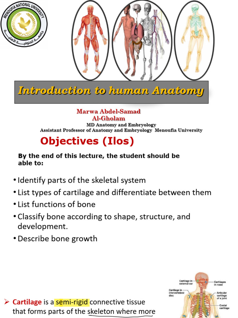Anatomy Lecture 2 Cartilage & Bone | PDF | Bone | Cartilage