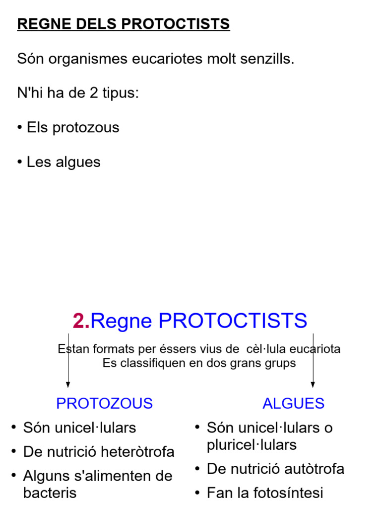 PP Protoctists | PDF