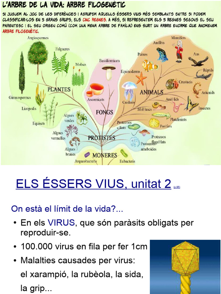 PP Biodiversitat (Moneres, Protoctists, Fongs) | PDF