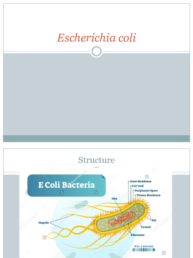 E Coli Presentation 1727191187 | PDF