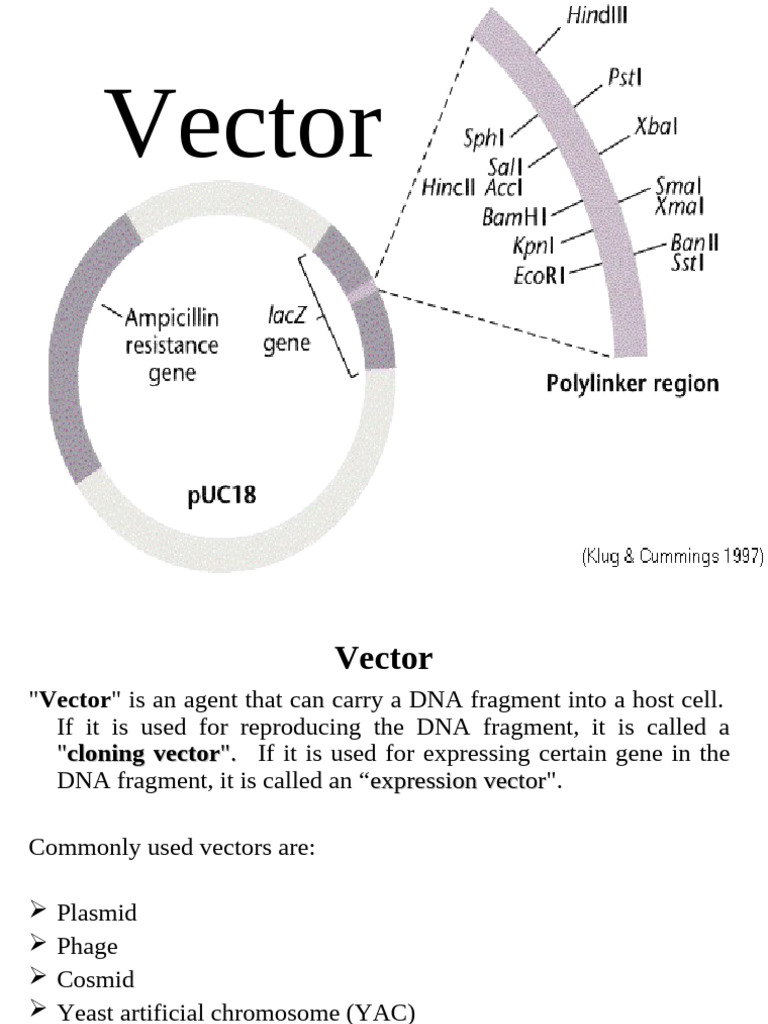 4.1 VECTOR | PDF | Plasmid | Vector (Molecular Biology)