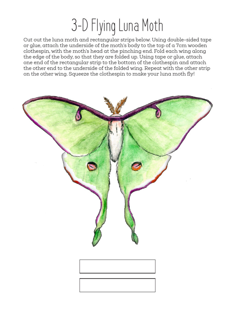 3-D Flying Luna Moth Craft Guide | PDF