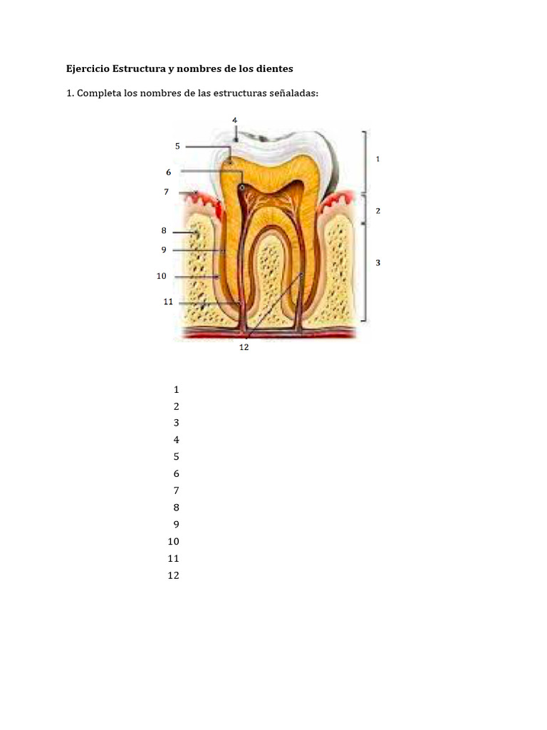 Sairy Zapata Sánchez - Ejercicio Estructura y Nombres de Los Dientes | PDF