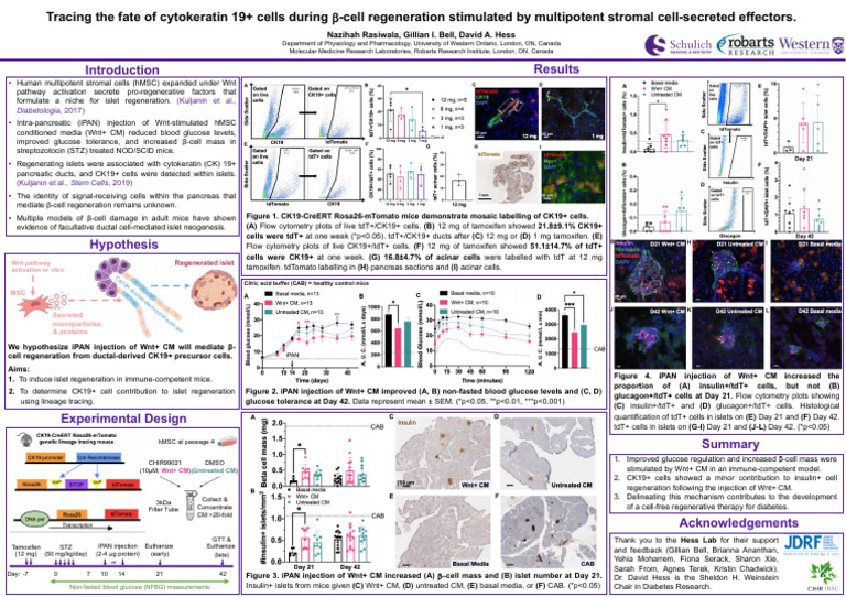 ISSCR 2022 in person poster | PDF | Pancreas | Insulin