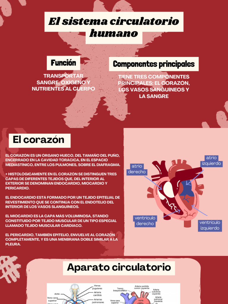 Presentación Educativa sobre el Sistema Circulatorio en Rojo Beige Rosa ...