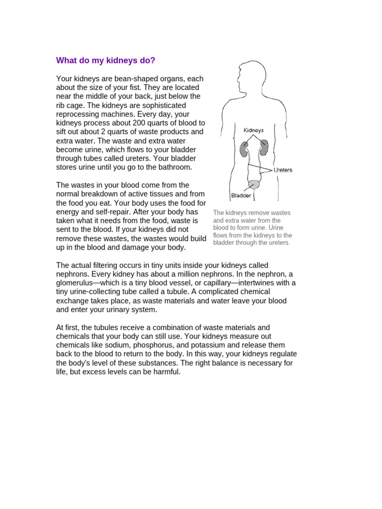 What do my kidneys do | PDF | Kidney | Chronic Kidney Disease What do my kidneys do | PDF | Kidney | Chronic Kidney Disease