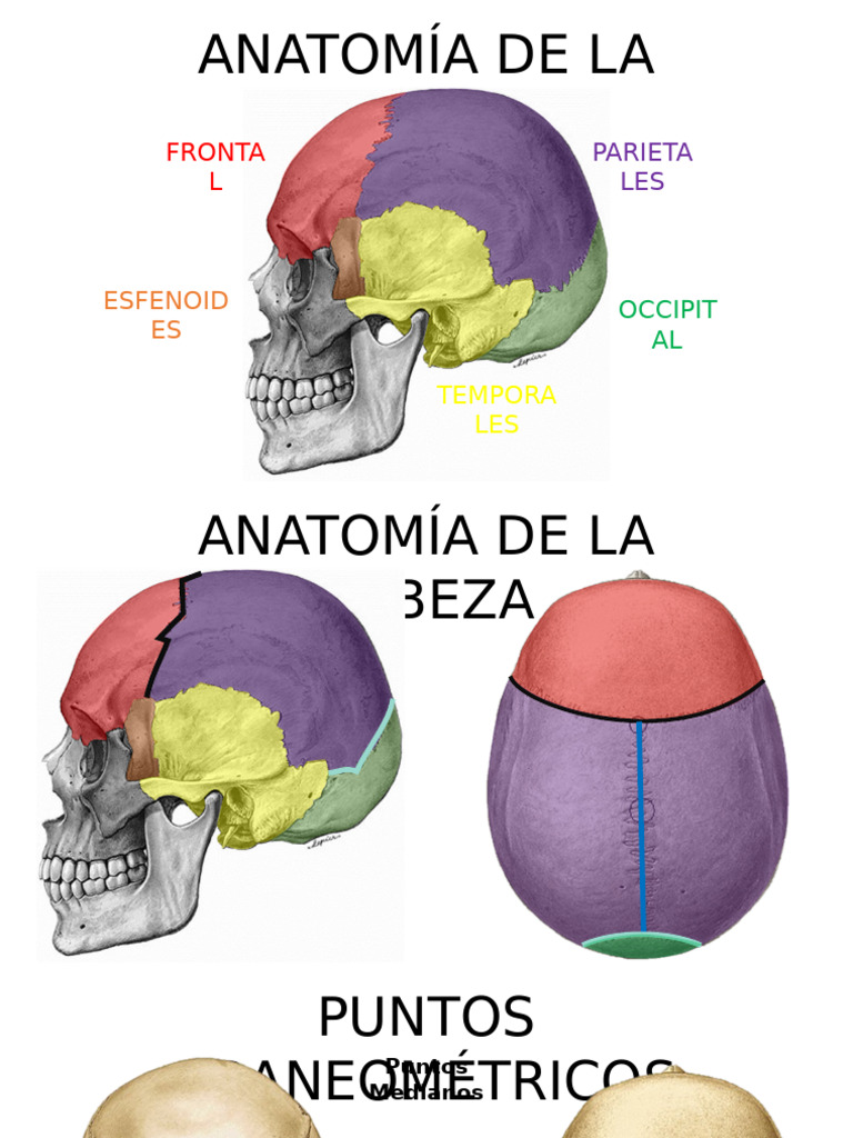 Anatomía y Examen de la Cabeza | PDF | Anatomía humana | Enfermedades y ...