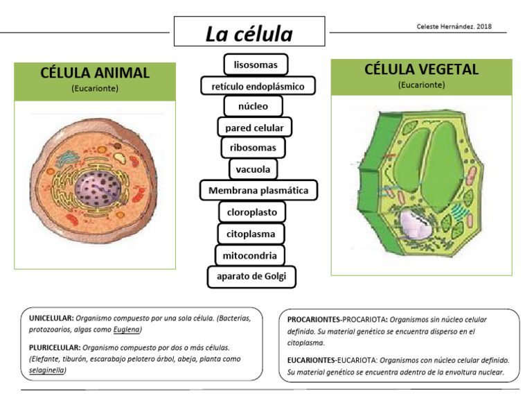 Esquema - Celula | PDF