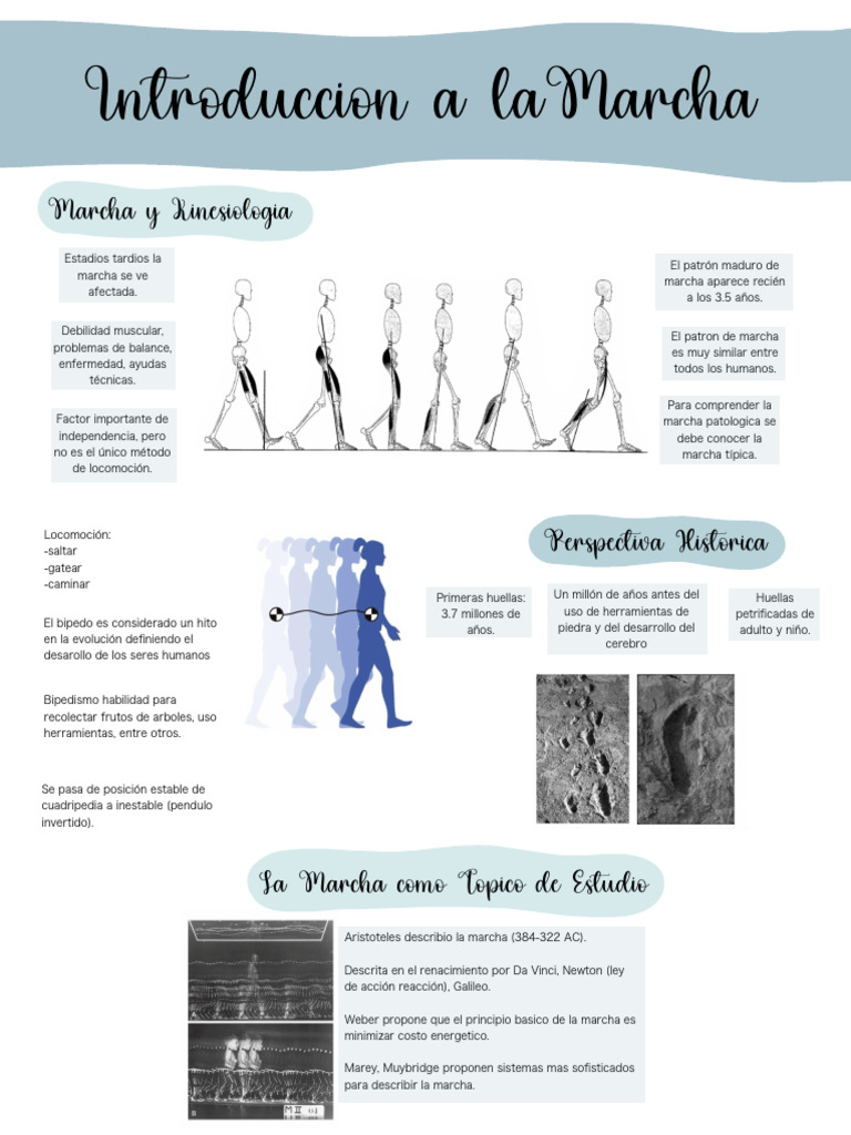 Análisis Completo de la Marcha Humana | PDF | Pie | Extremidades (anatomía)