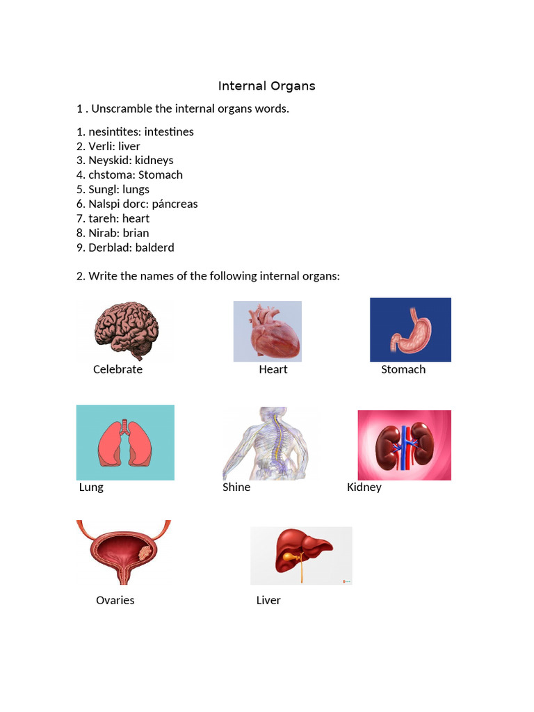 Fun Internal Organs Quiz | PDF