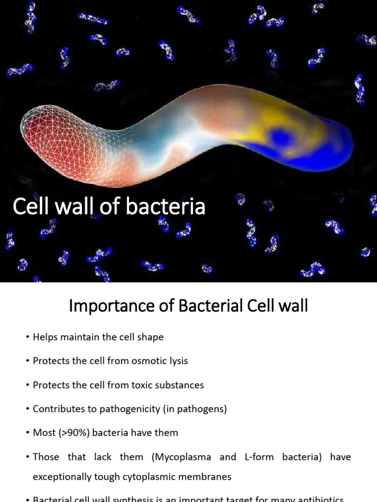 Bacterial Cell Structure | PDF | Lipopolysaccharide | Cell Membrane