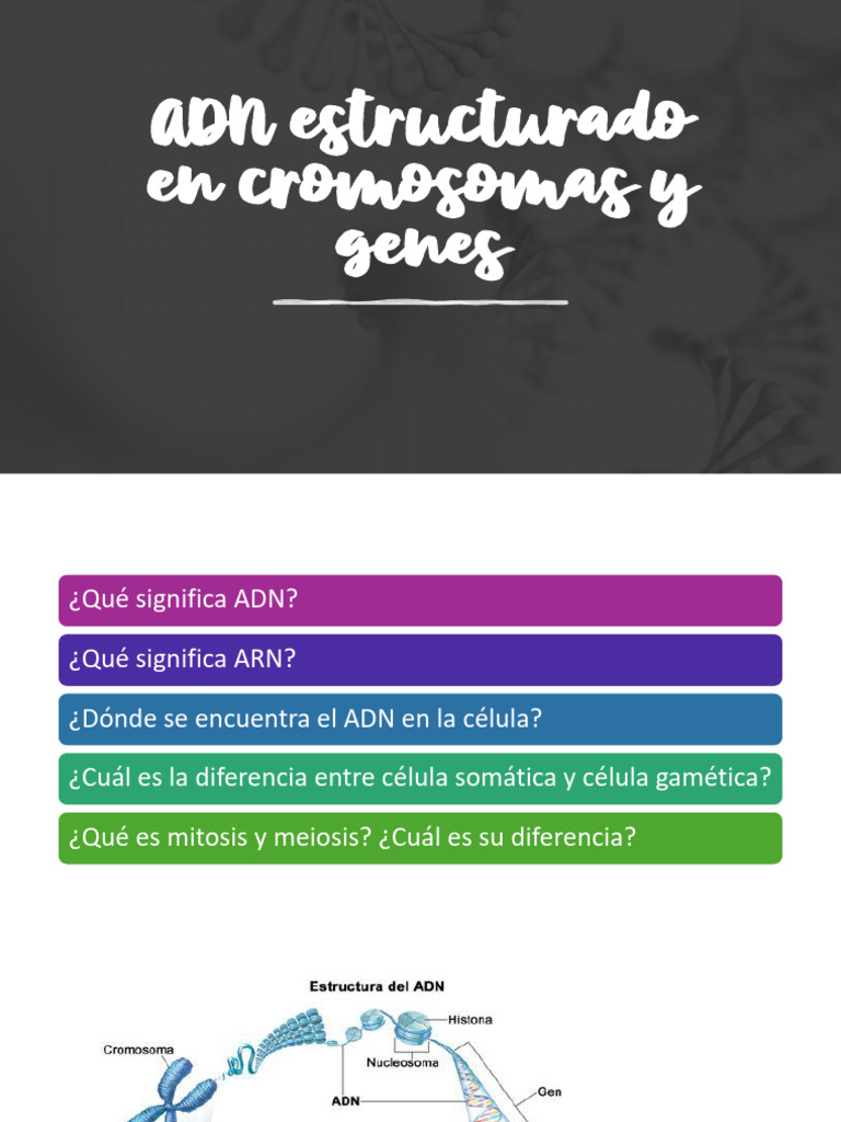 Estructura y Función del ADN y Genes | PDF | Adn | Cromosoma