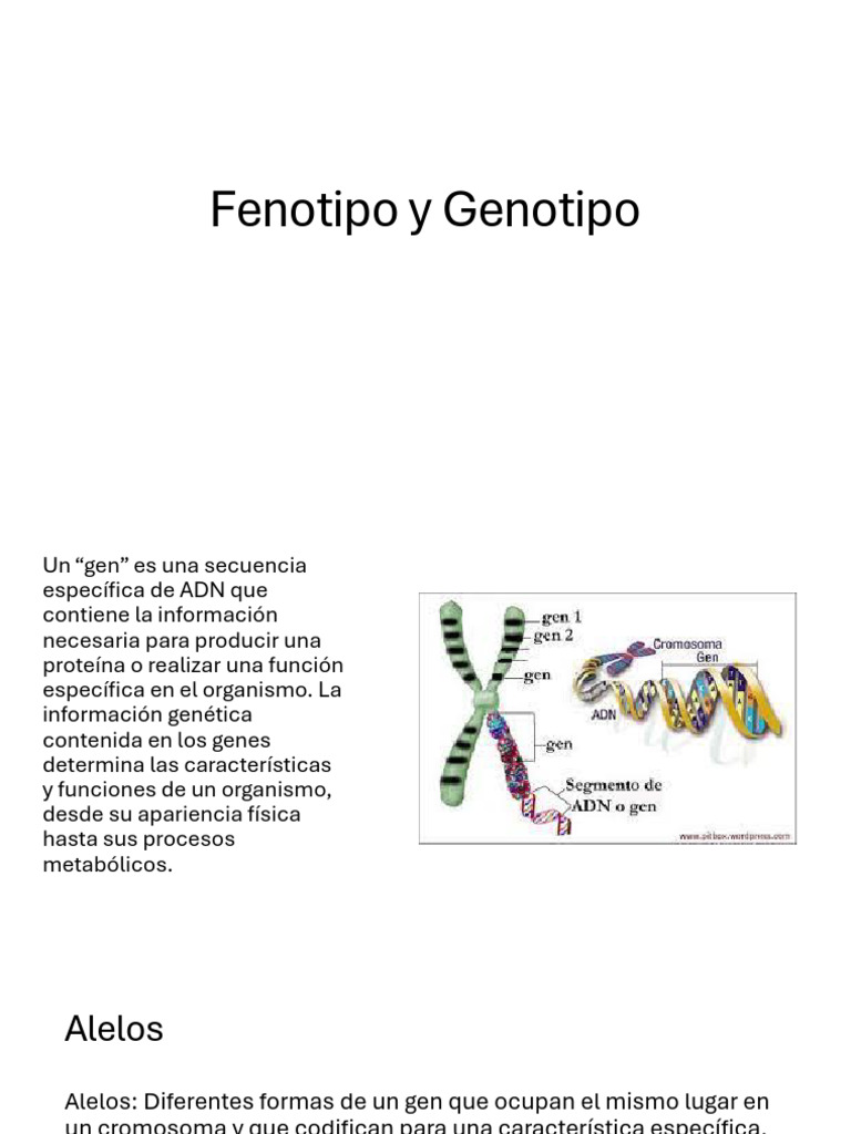 S3.1. Fenotipo y Genotipo | PDF | Dominancia (Genética) | Alelo