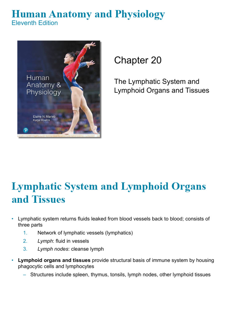 Module 2 Chapter 20 Lymphatic System | PDF | Lymphatic System | Lymph Node