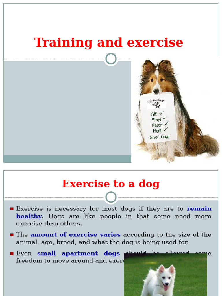 13. Dog_training | PDF | Police Dog | Dogs