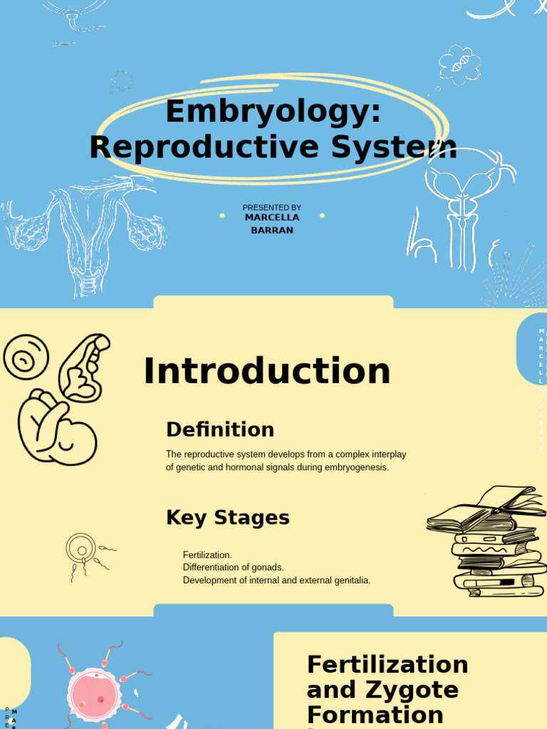Embryology Reproductive System | PDF | Mammal Reproductive System ...