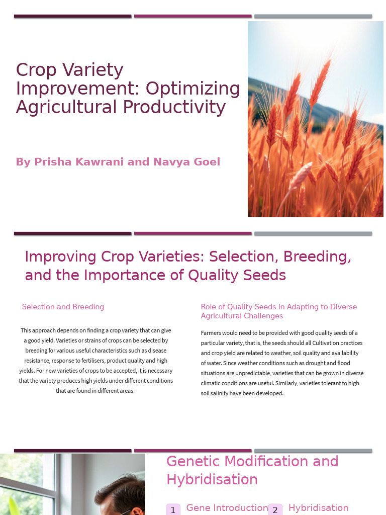 Crop Variety Improvement Optimizing Agricultural Productivity | PDF | Plant Breeding | Agriculture