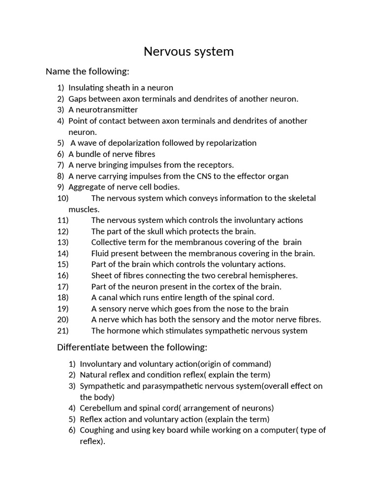Nervous System Questions | PDF | Nerve | Nervous System