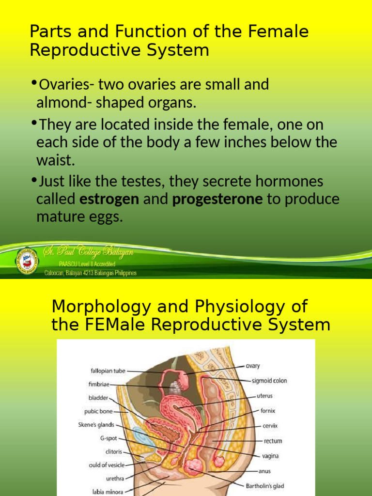 Grade 10: Q3 L6 Reproductive System | PDF | Menstrual Cycle | Endocrine System
