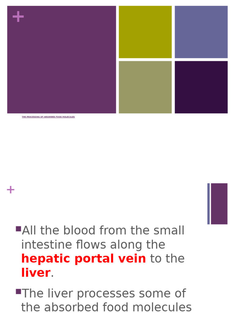 Liver's Role in Food Molecule Processing | PDF