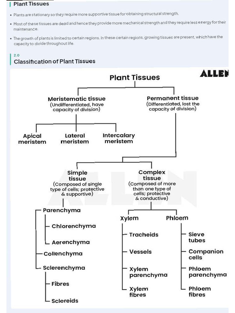 tissue class 9 | PDF