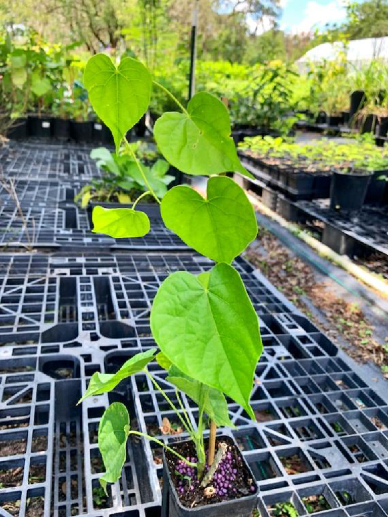 Guduchi (Stem) | PDF