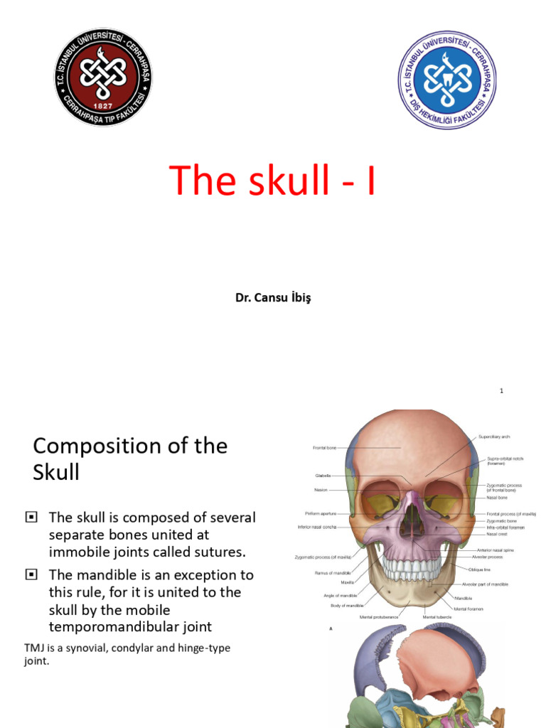 1 - The Skull I | PDF | Skull | Musculoskeletal System