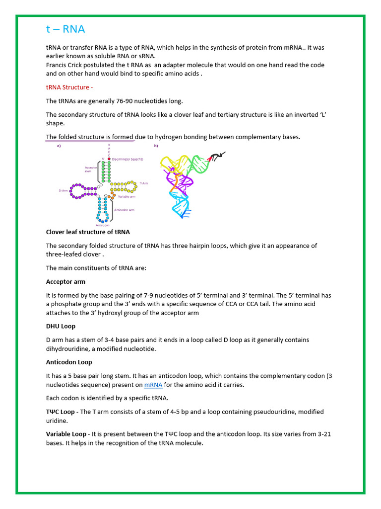 T RNA | PDF