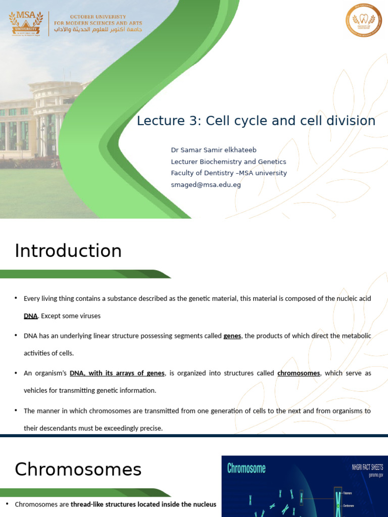 lecture 3 (1) | PDF | Meiosis | Mitosis