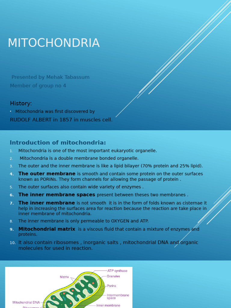 Mitochondria | PDF