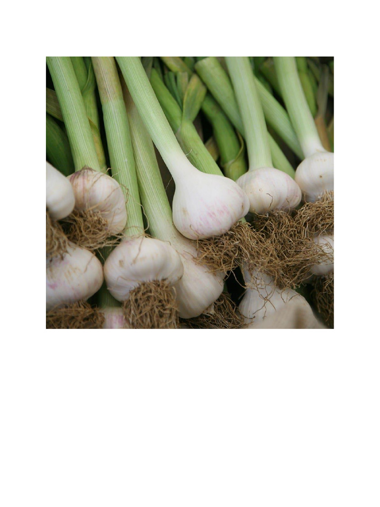 India’s Garlic Export Overview | PDF | Garlic