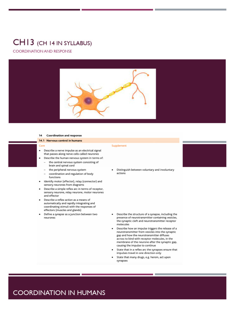 Human Coordination and Response Systems | PDF | Neuron | Nerve