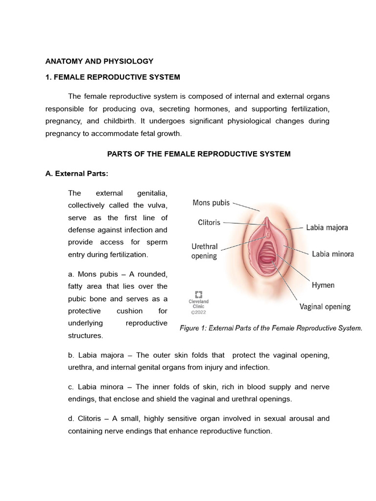 ANAPHYSIO | PDF | Uterus | Vagina
