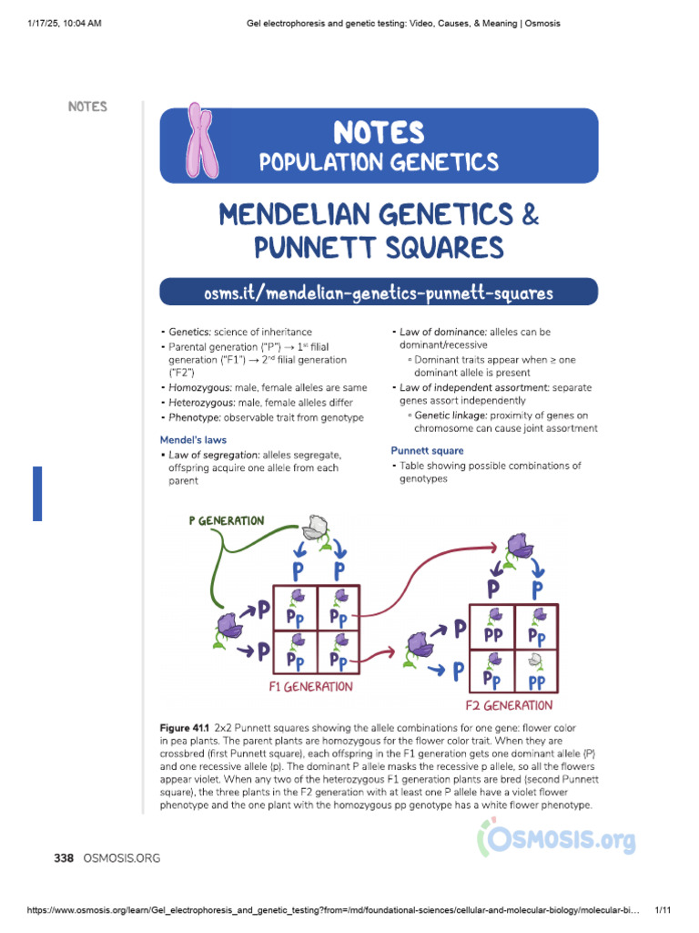 Gel Electrophoresis in Genetic Testing | PDF | Molecular Biology ...