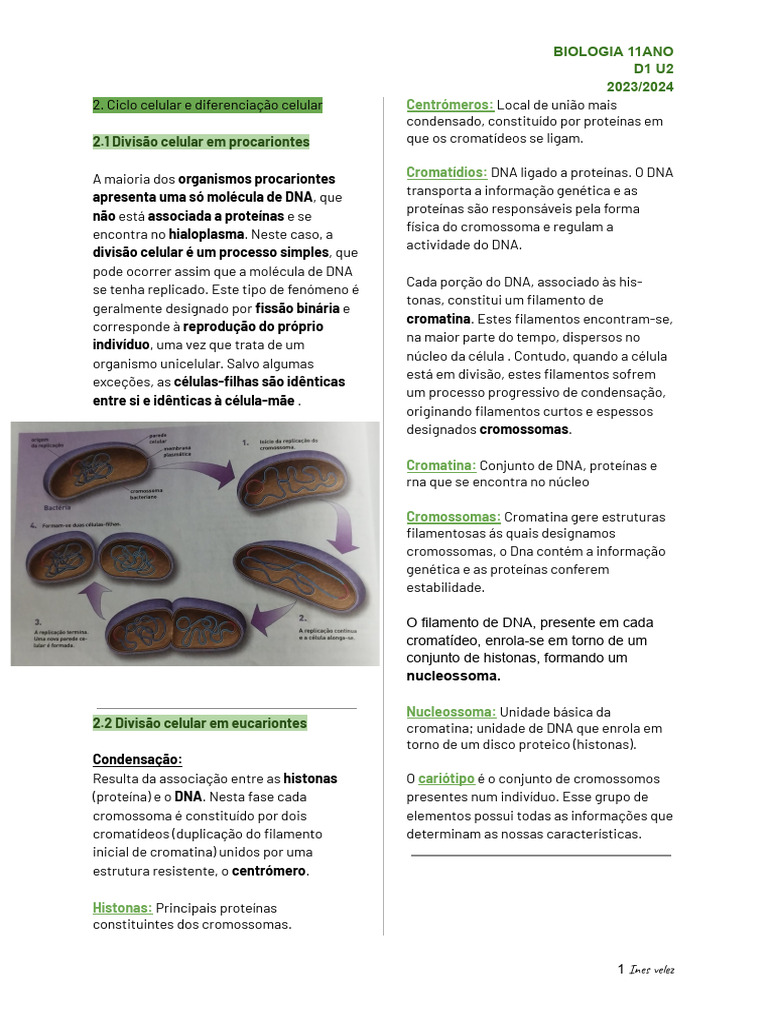 BIO 11ano - D1 U2 2023 - 2024 | PDF | Mitose | Célula (Biologia)